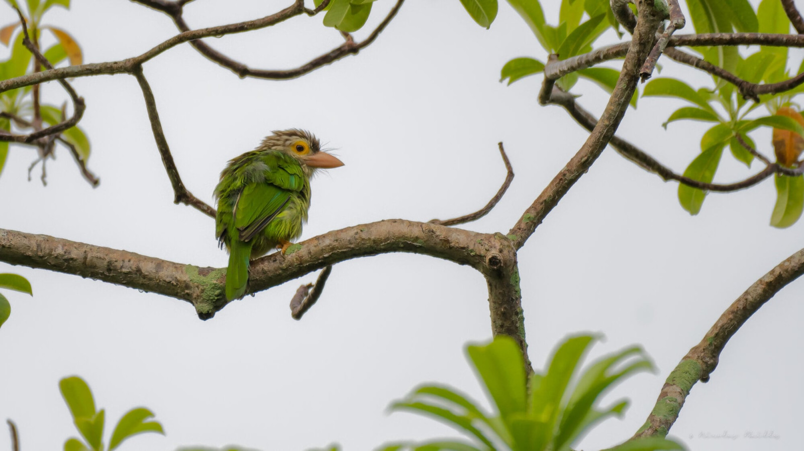 Lineated Barbet (Psilopogon lineatus) | Birdingplaces