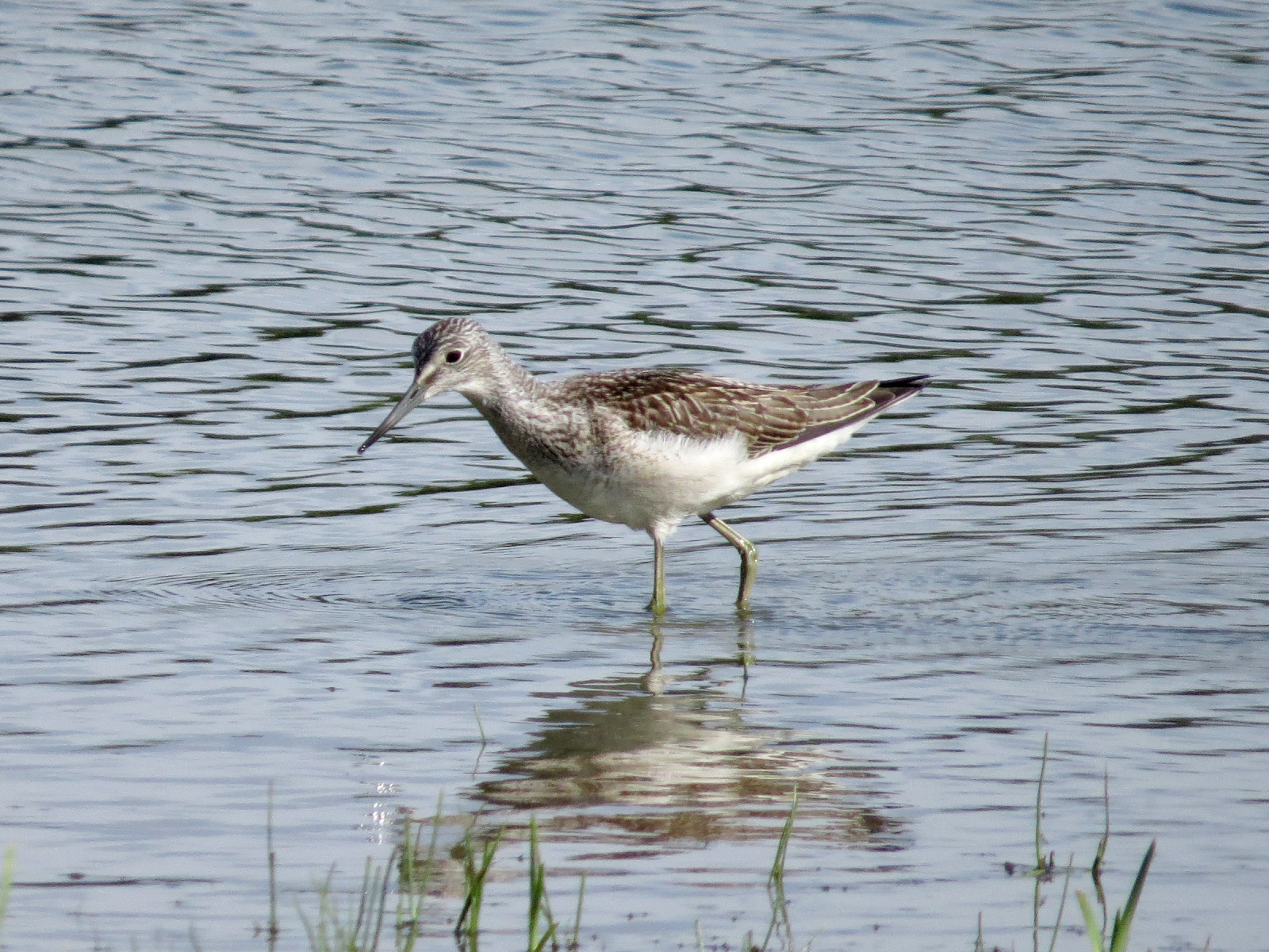 Holywell Pond | Birdingplaces