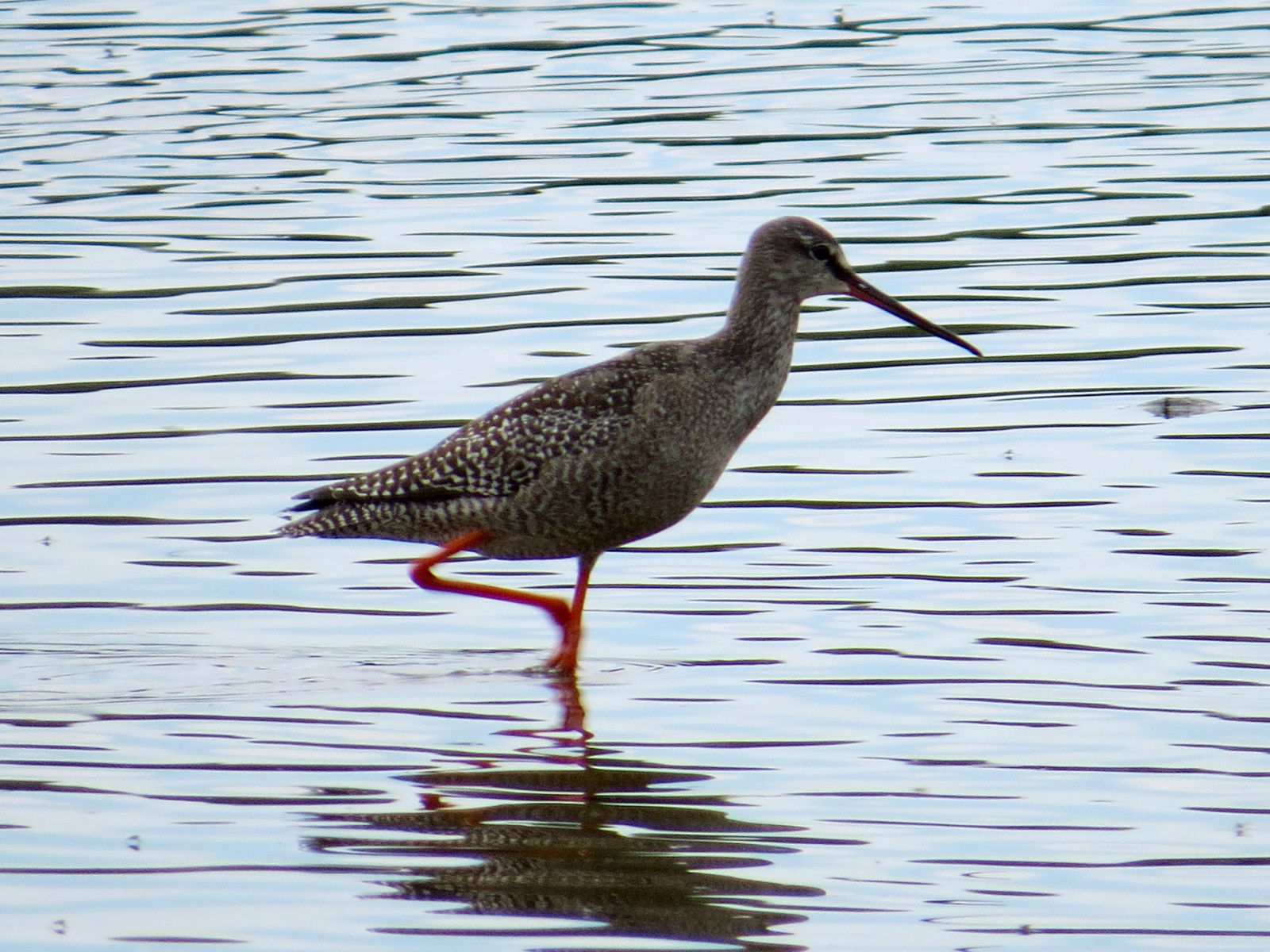 Holywell Pond | Birdingplaces