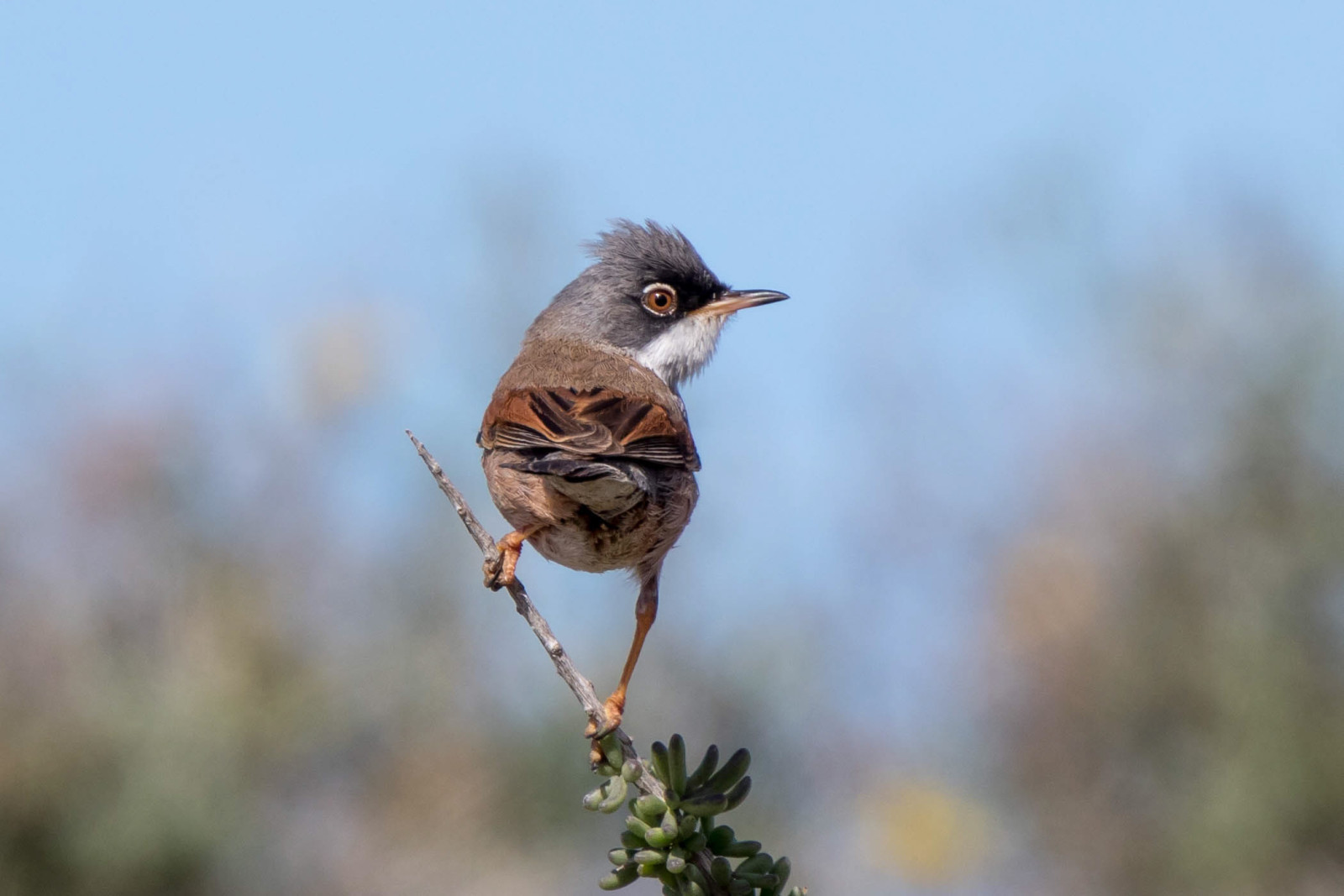 Azraq Wetland Reserve | Birdingplaces