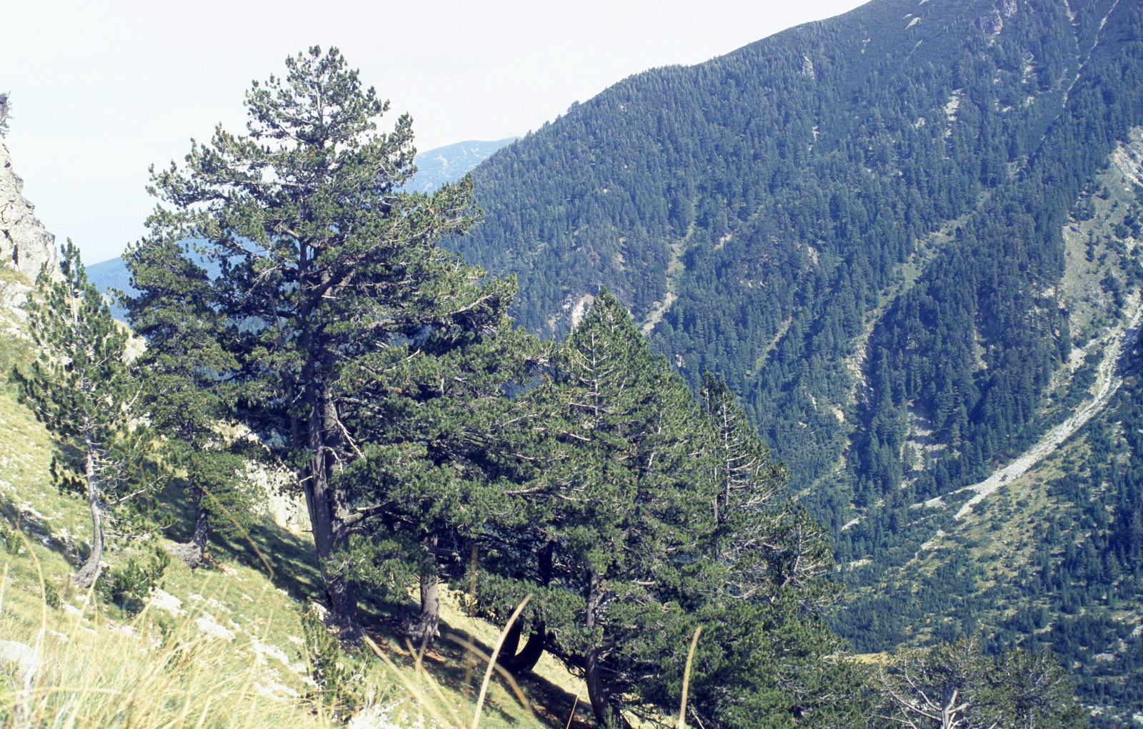 Banderitsa River - Pirin NP | Birdingplaces