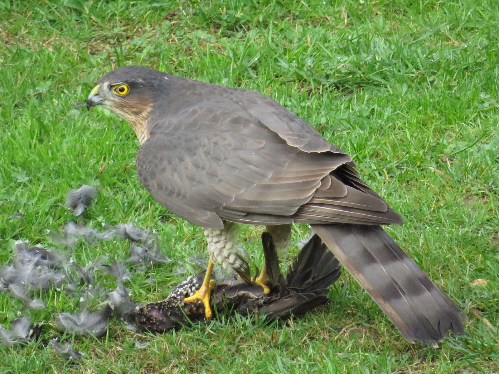 Sharpness Docks | Birdingplaces