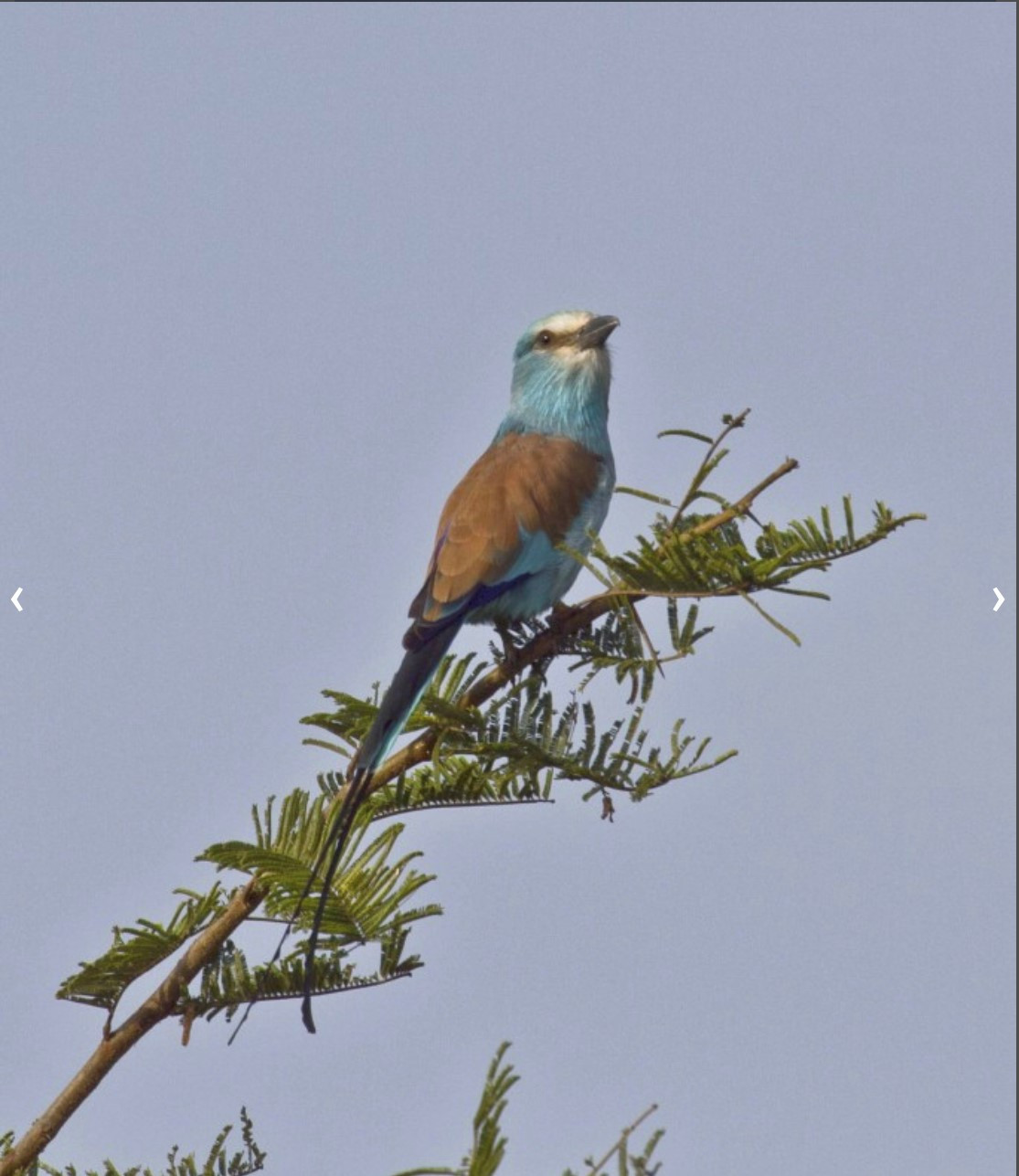 Abyssinian Roller (Coracias abyssinicus) | Birdingplaces