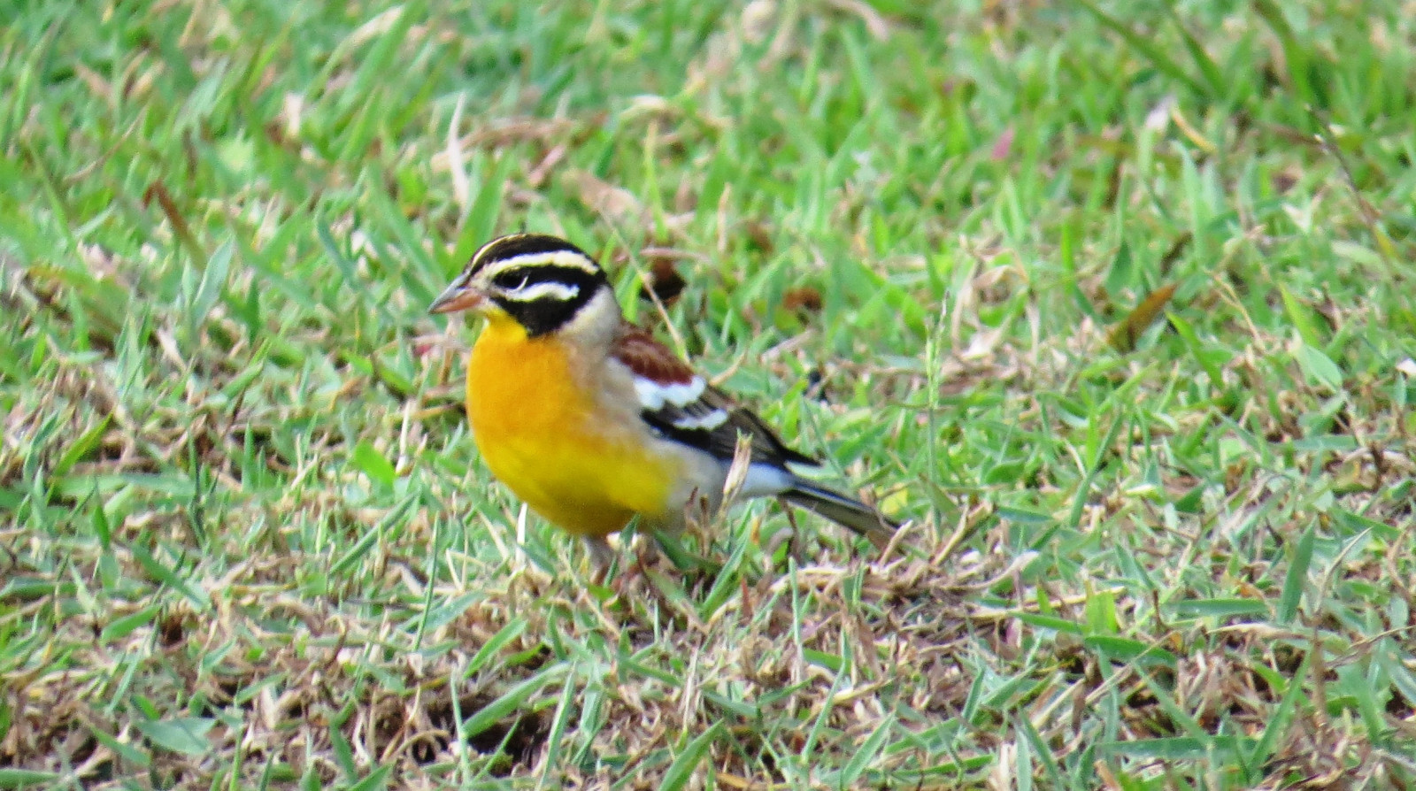 Gatamaiyu Forest | Birdingplaces