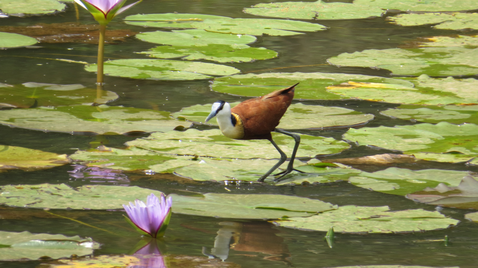Karura Forest | Birdingplaces