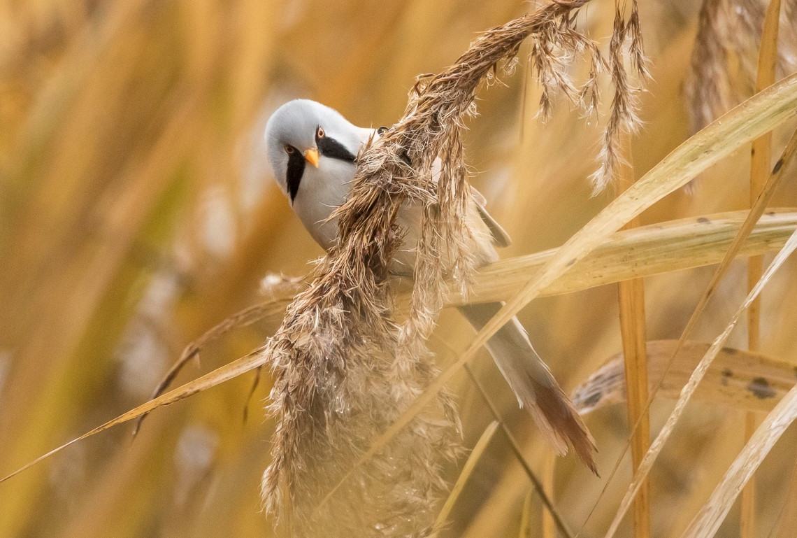 RSPB Dingle Marshes | Birdingplaces