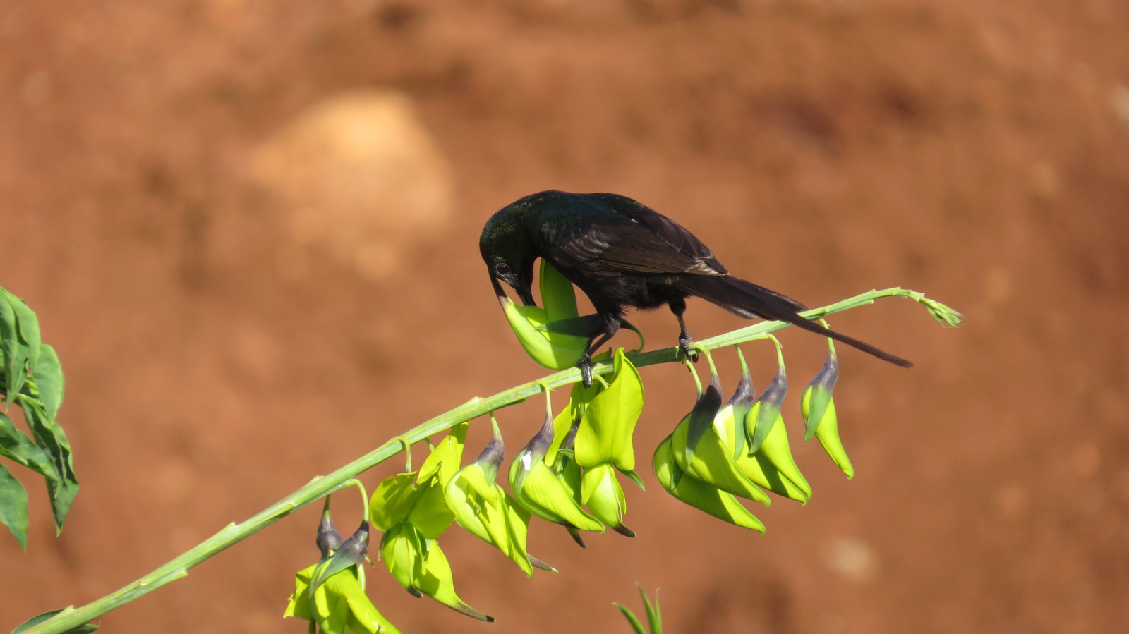 Muguga Forest | Birdingplaces