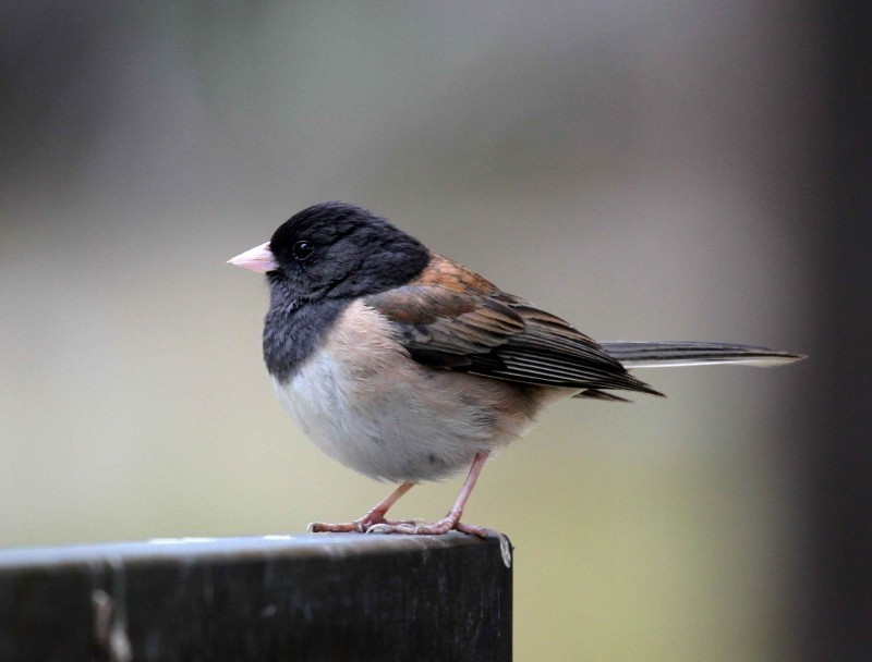 Dark-eyed Junco (Junco hyemalis) | Birdingplaces