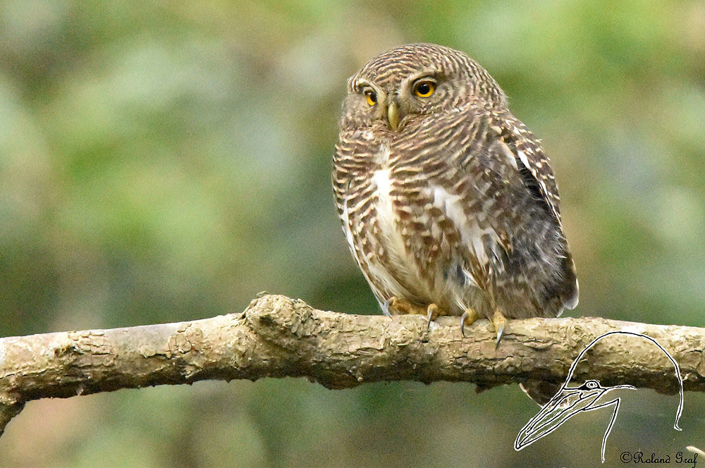 Asian Barred Owlet (Glaucidium cuculoides) | Birdingplaces