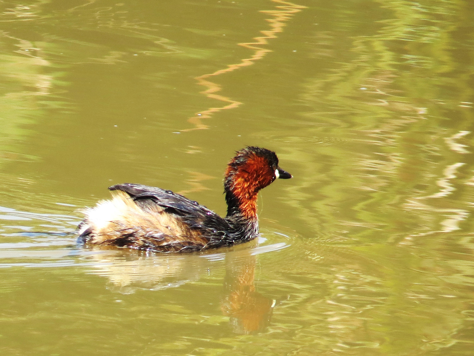 Karura Forest | Birdingplaces