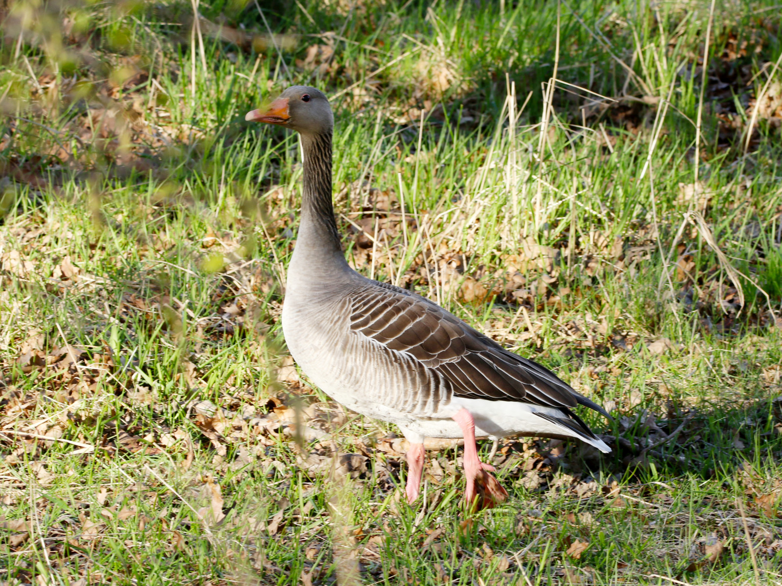 Utterslev Mose og Bispebjerg Kirkegård | Birdingplaces