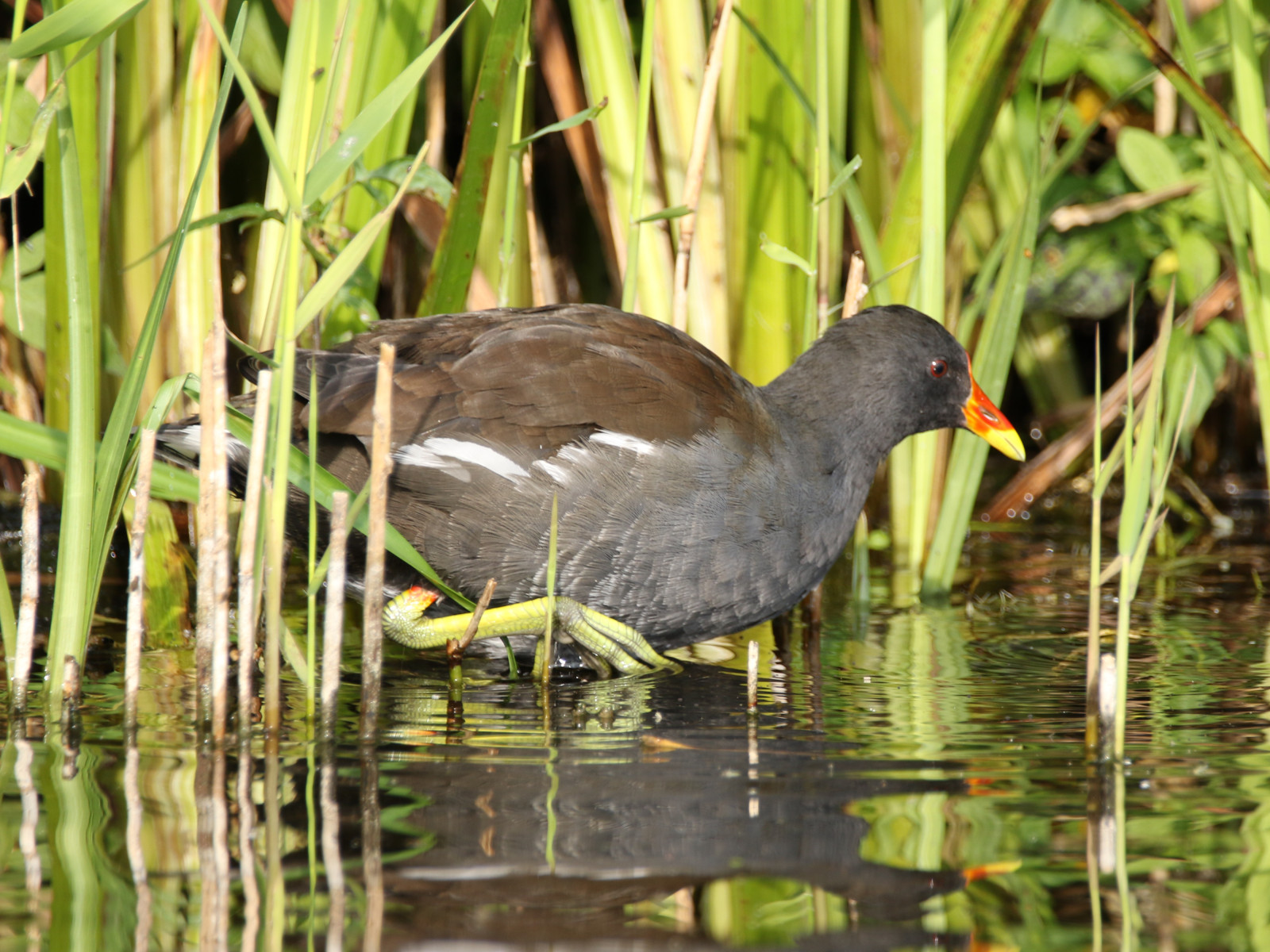 Utterslev Mose og Bispebjerg Kirkegård | Birdingplaces