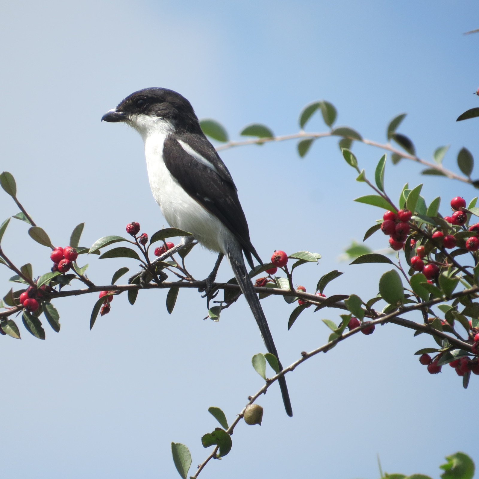 Karura Forest | Birdingplaces