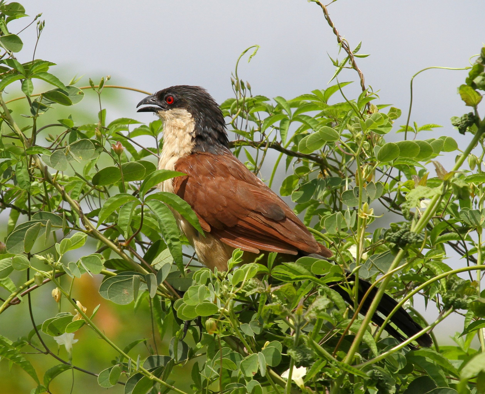 Senegal Coucal (Centropus senegalensis) | Birdingplaces