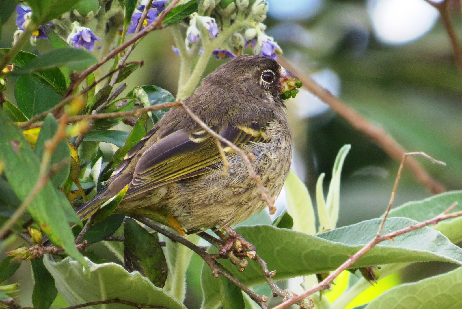 Gatamaiyu Forest | Birdingplaces