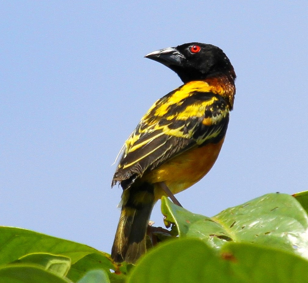 wiklacz zmienny (Ploceus cucullatus) | Birdingplaces