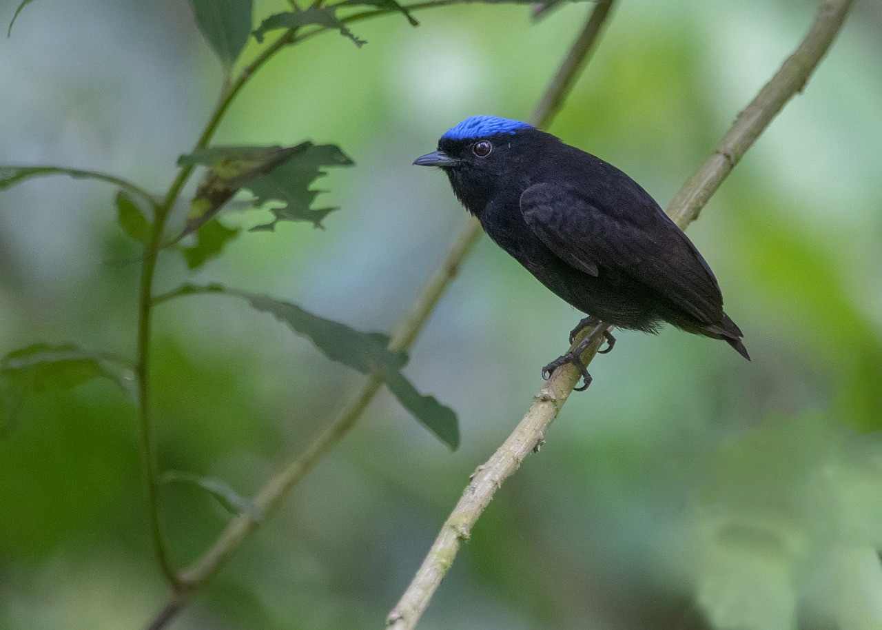 Kuàkuari | Birdingplaces