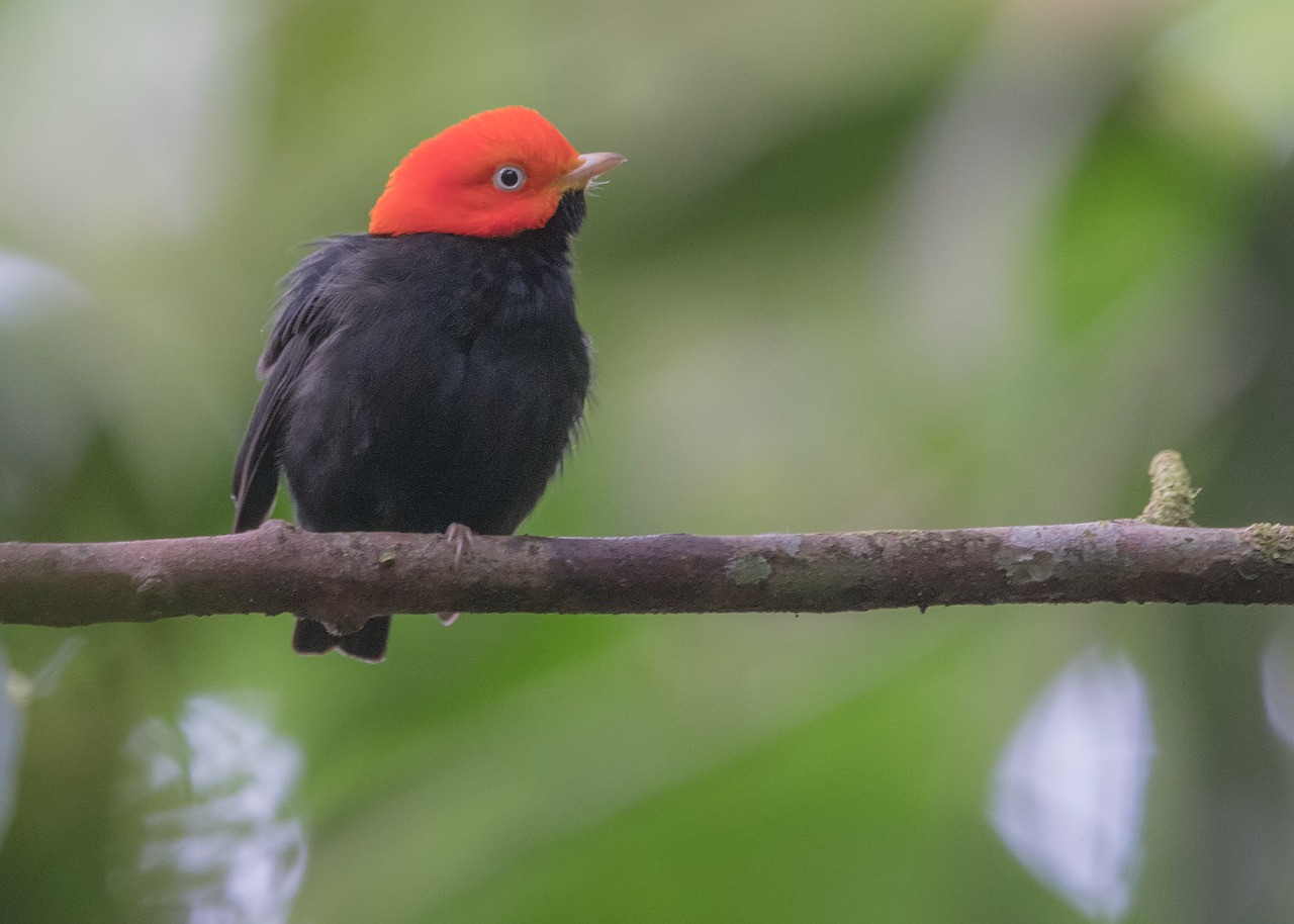 Kuàkuari | Birdingplaces