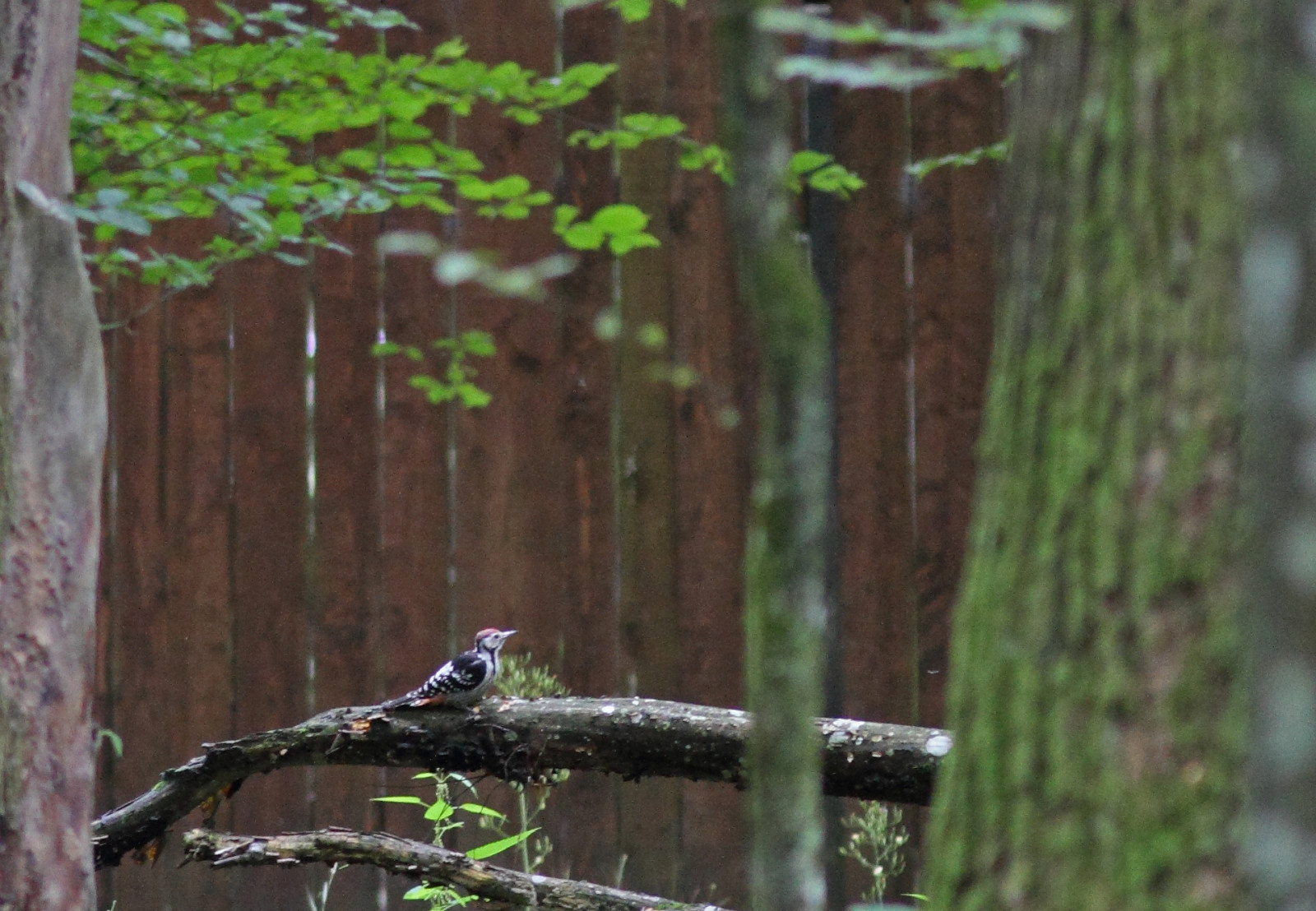 Żebra Żubra | Birdingplaces