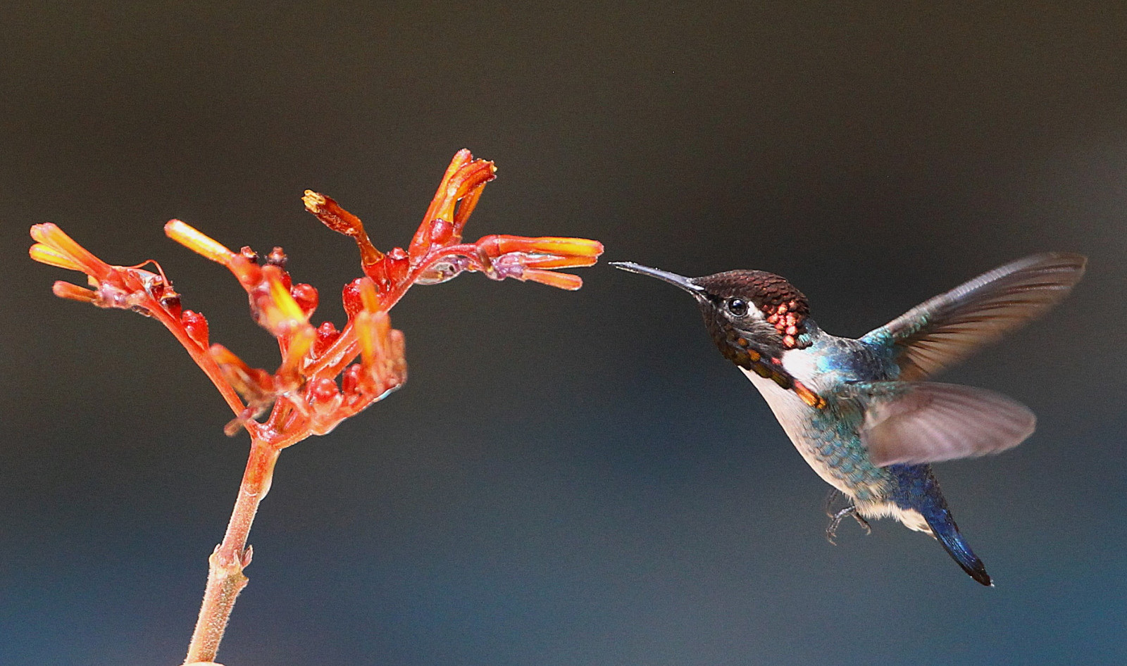 Bee Hummingbird (Mellisuga helenae) | Birdingplaces