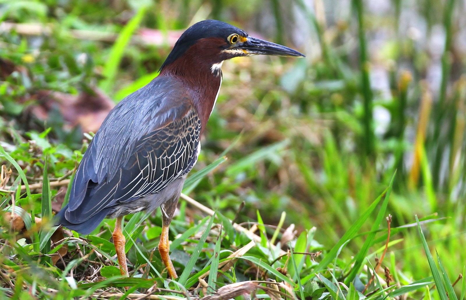 Groene Reiger (Butorides virescens) | Birdingplaces