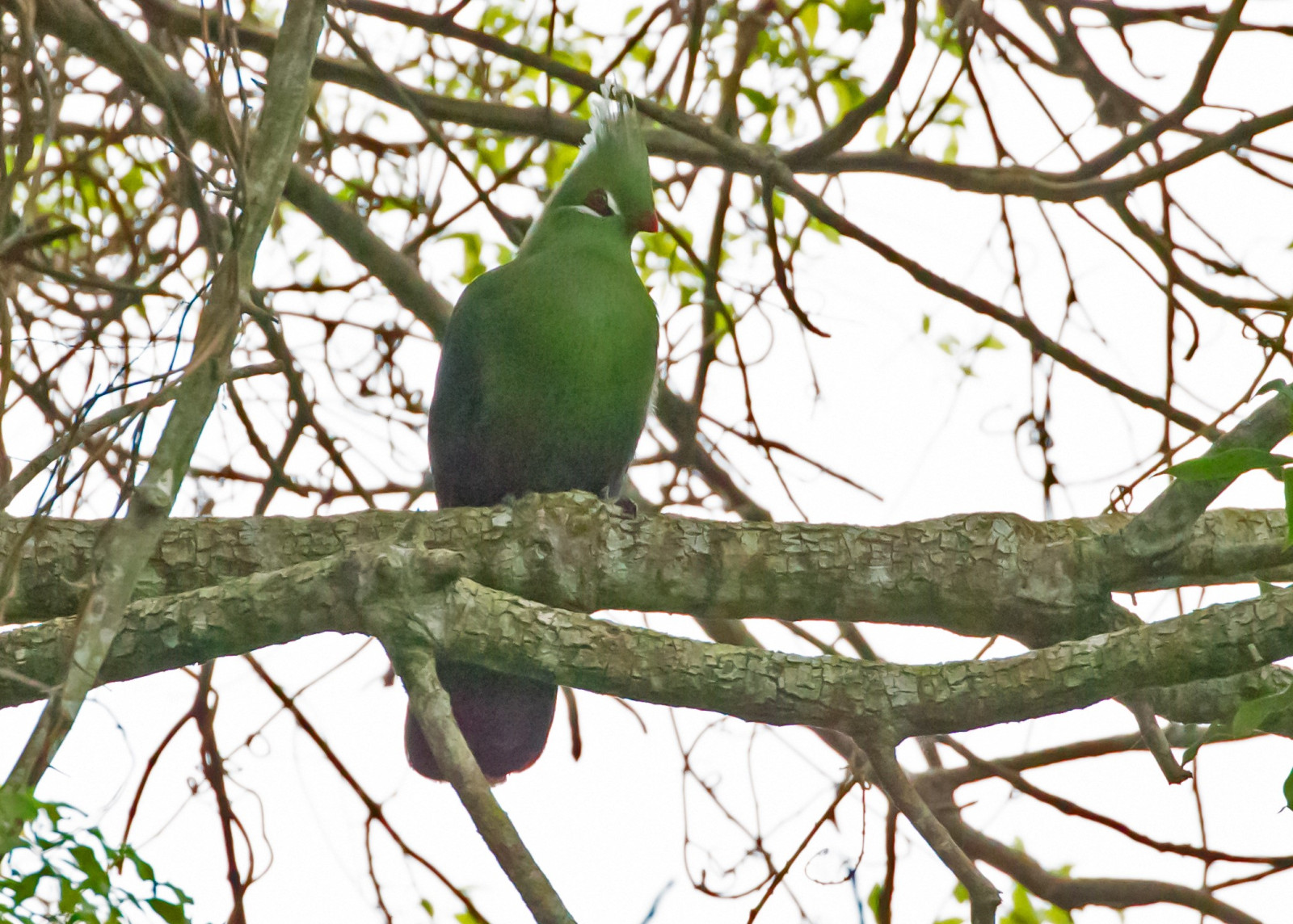 Livingstone's Turaco (Tauraco livingstonii) | Birdingplaces