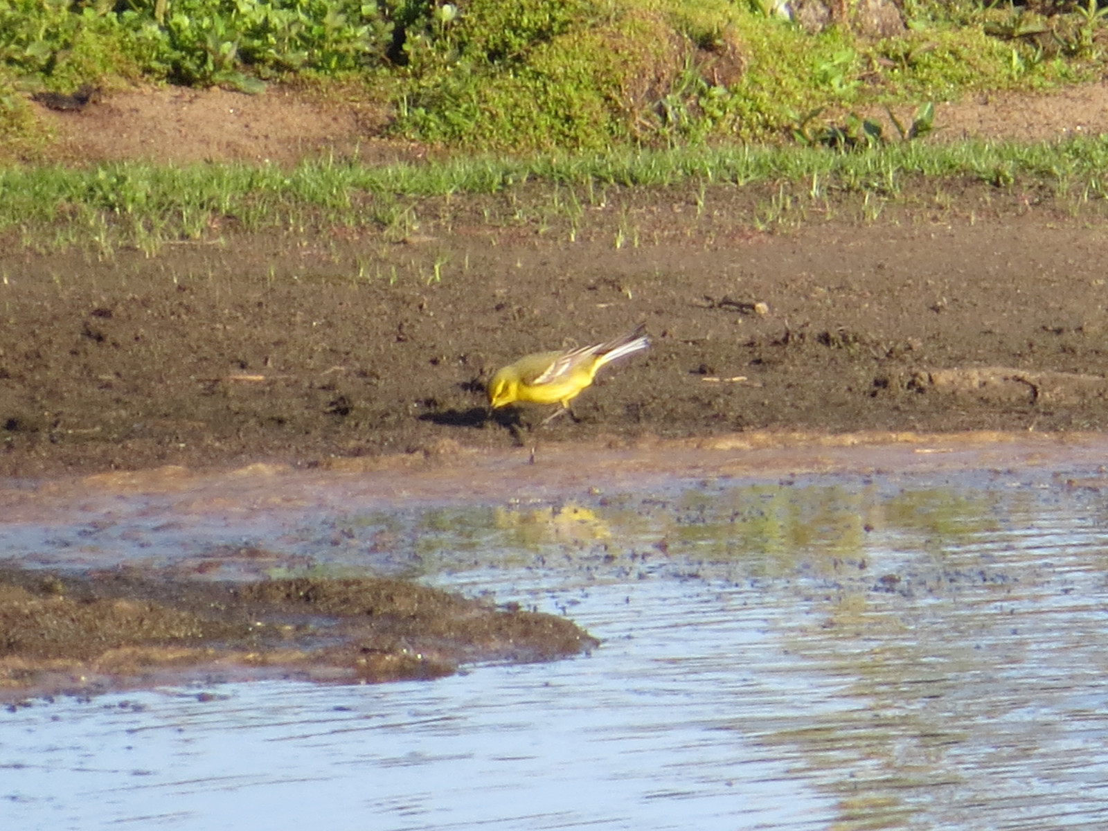 Bothal Pond | Birdingplaces