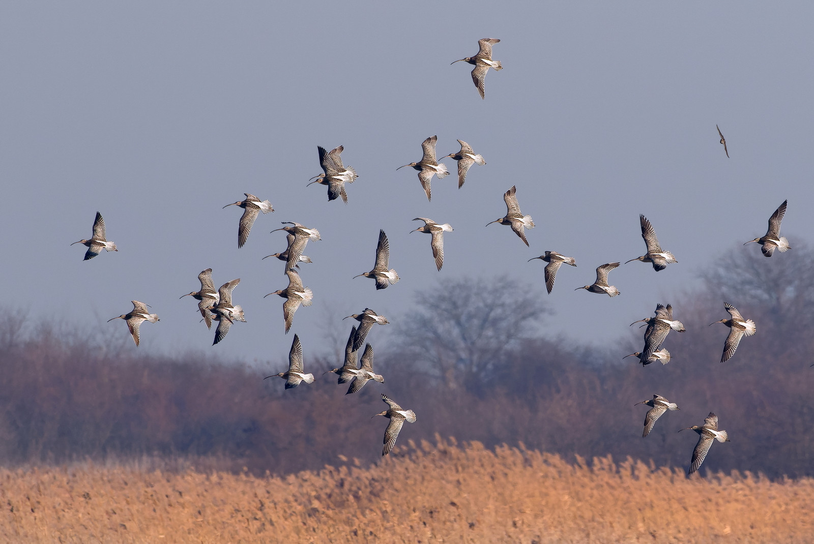 Sakule Fish Farm | Birdingplaces
