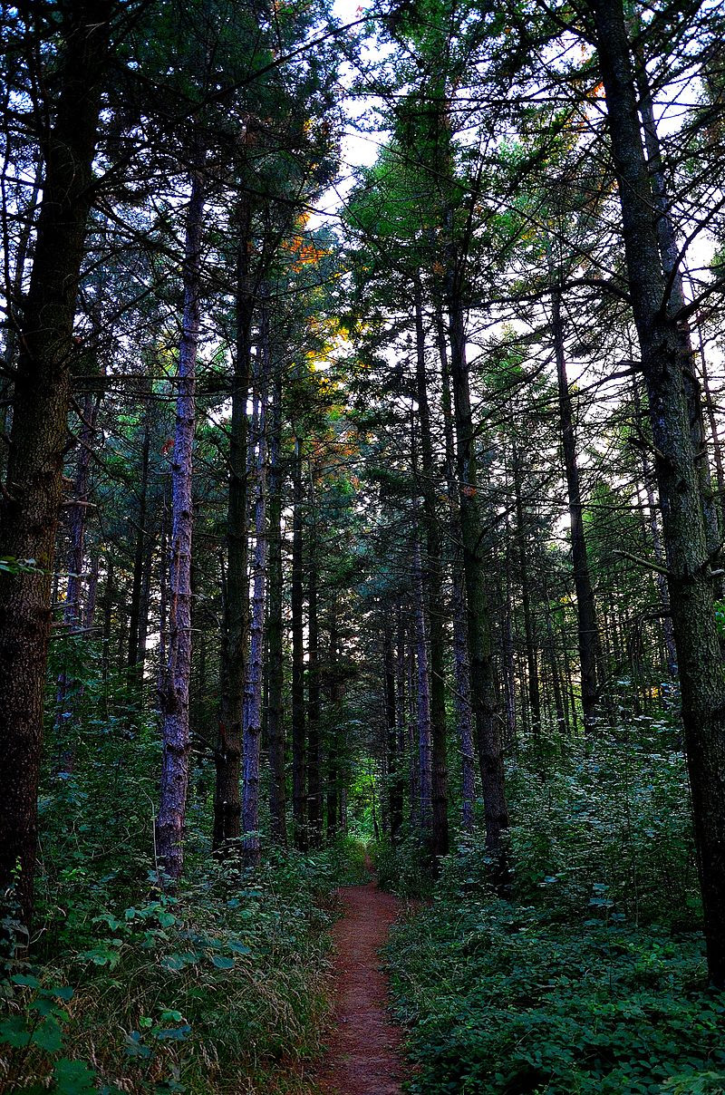 Miljakovac Forest | Birdingplaces.eu