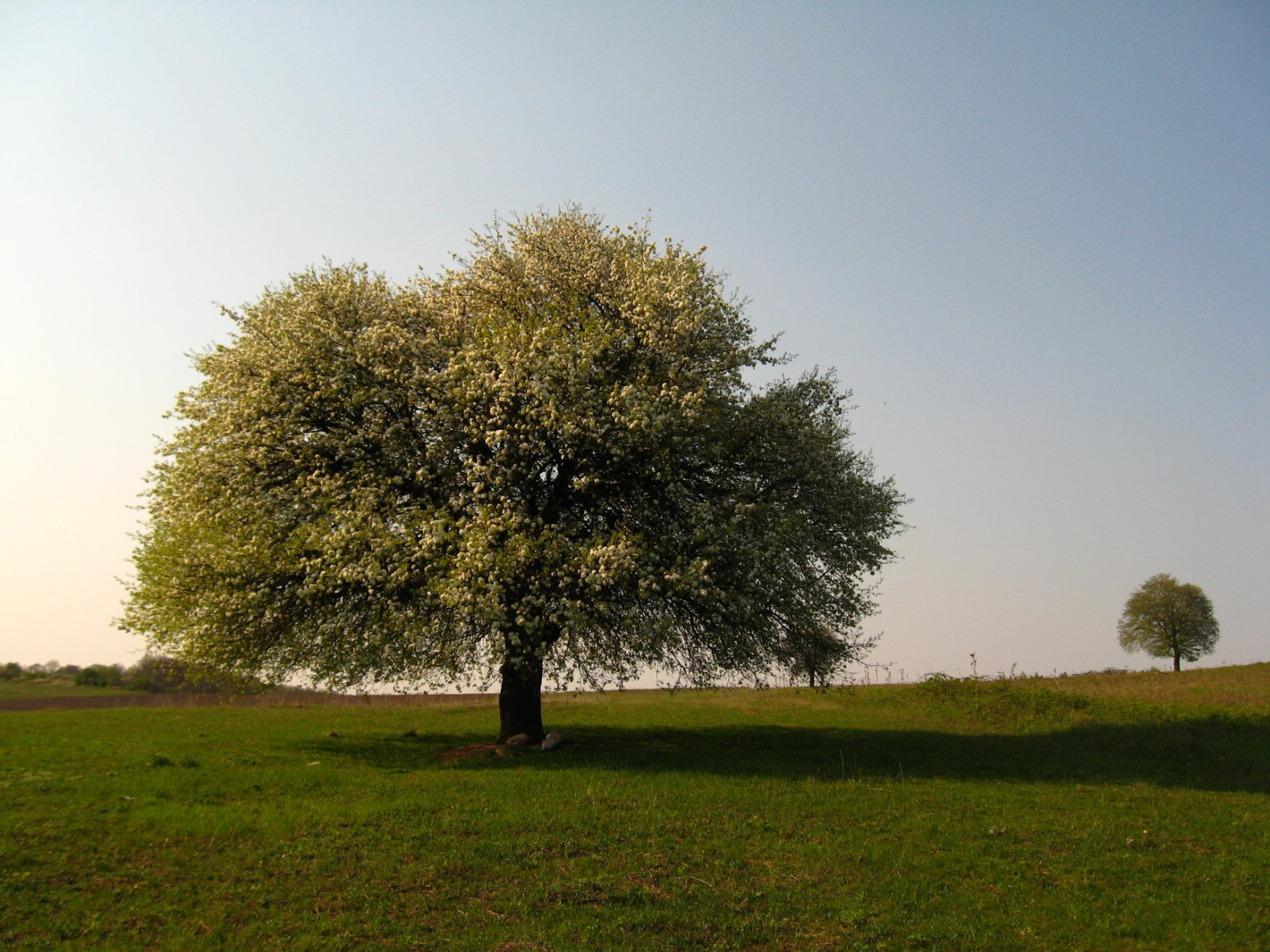 Bela Reka | Birdingplaces.eu
