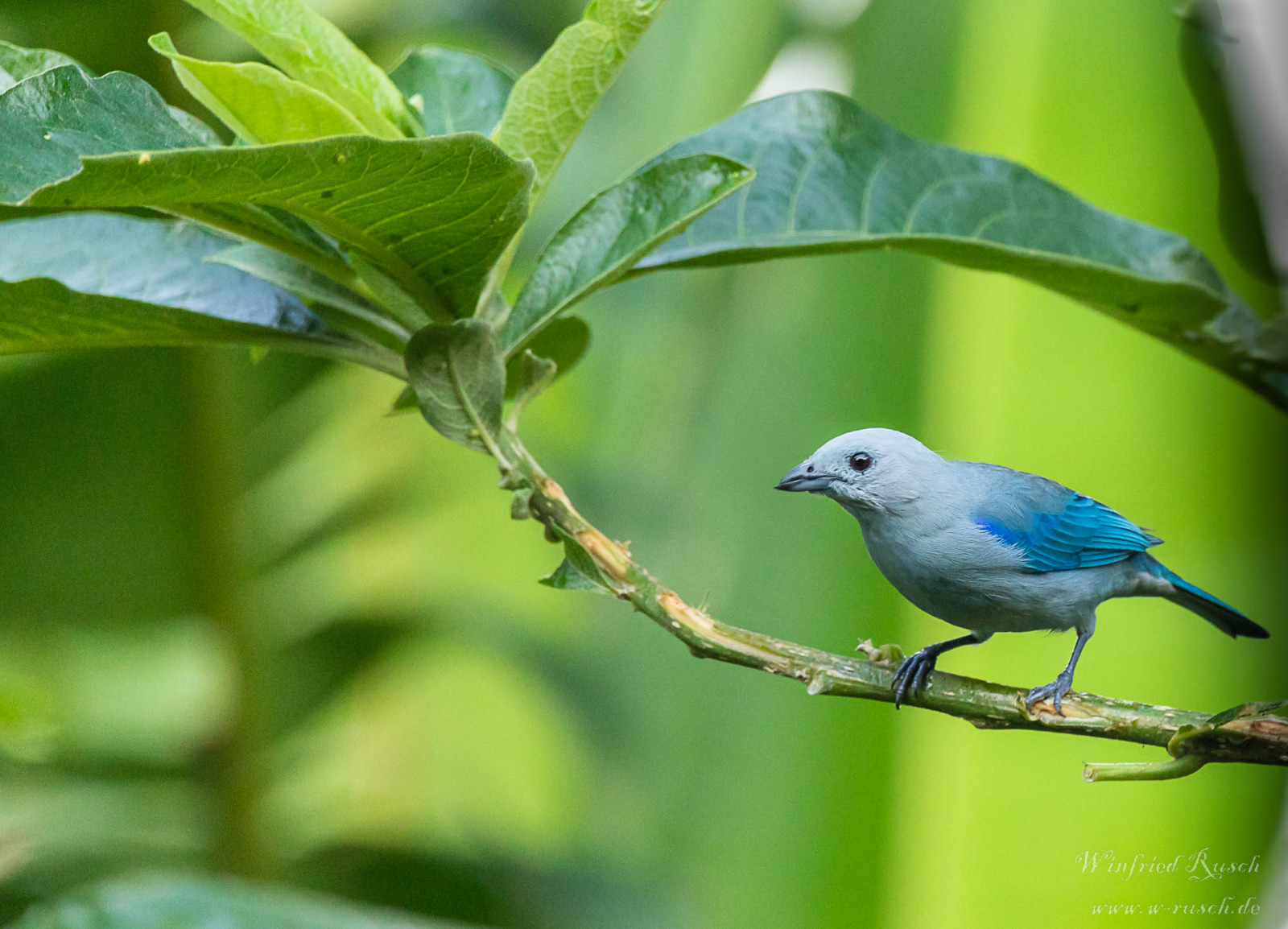 Blue-gray Tanager (Thraupis episcopus) | Birdingplaces.eu