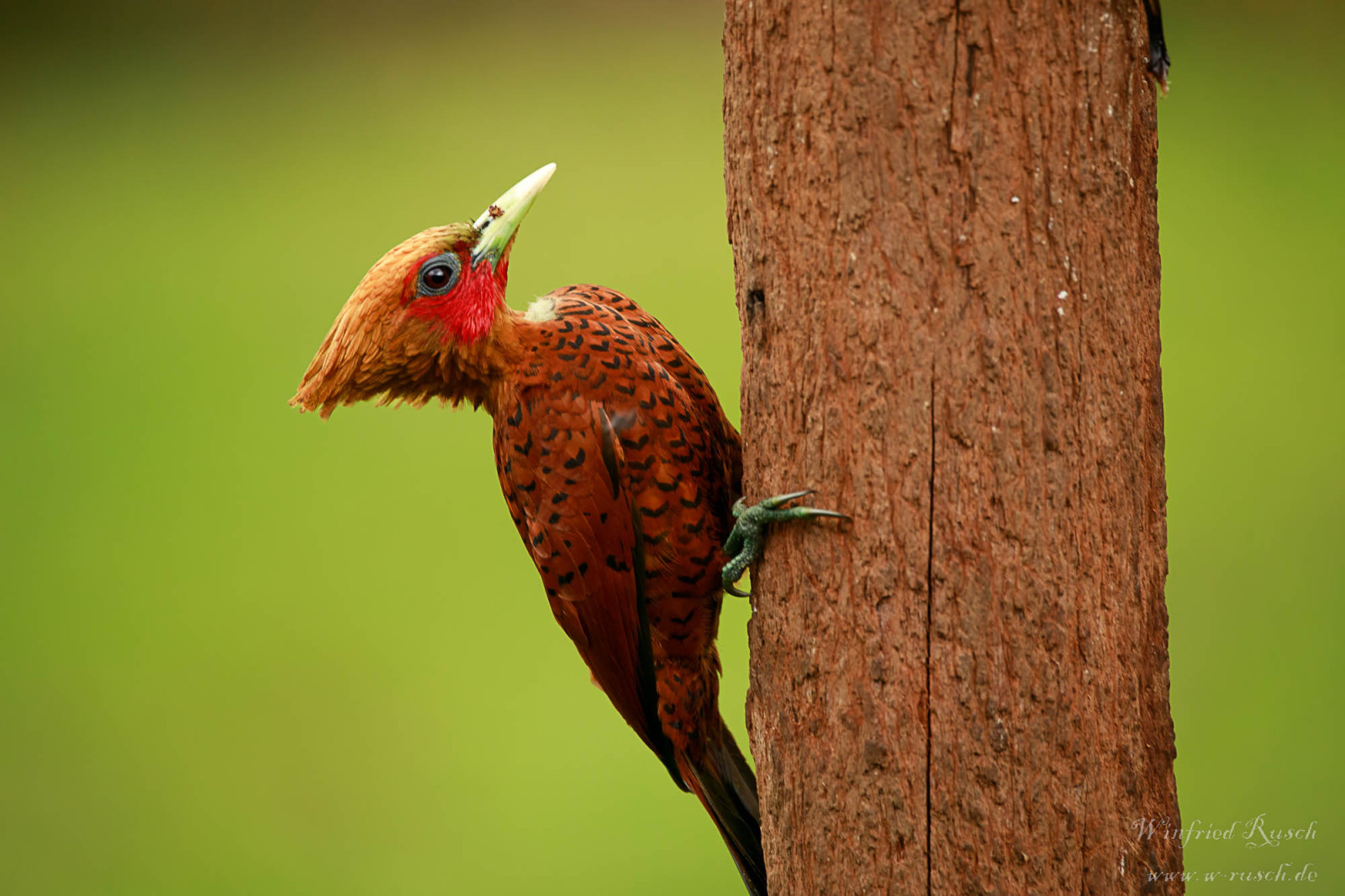Chestnut-colored Woodpecker (Celeus castaneus) | Birdingplaces