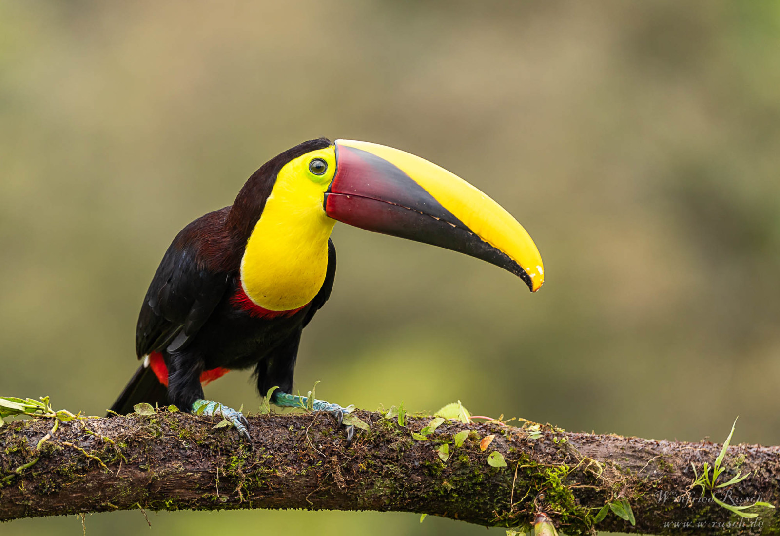 Yellow-throated Toucan (Chestnut-mandibled) (Ramphastos ambiguus ...