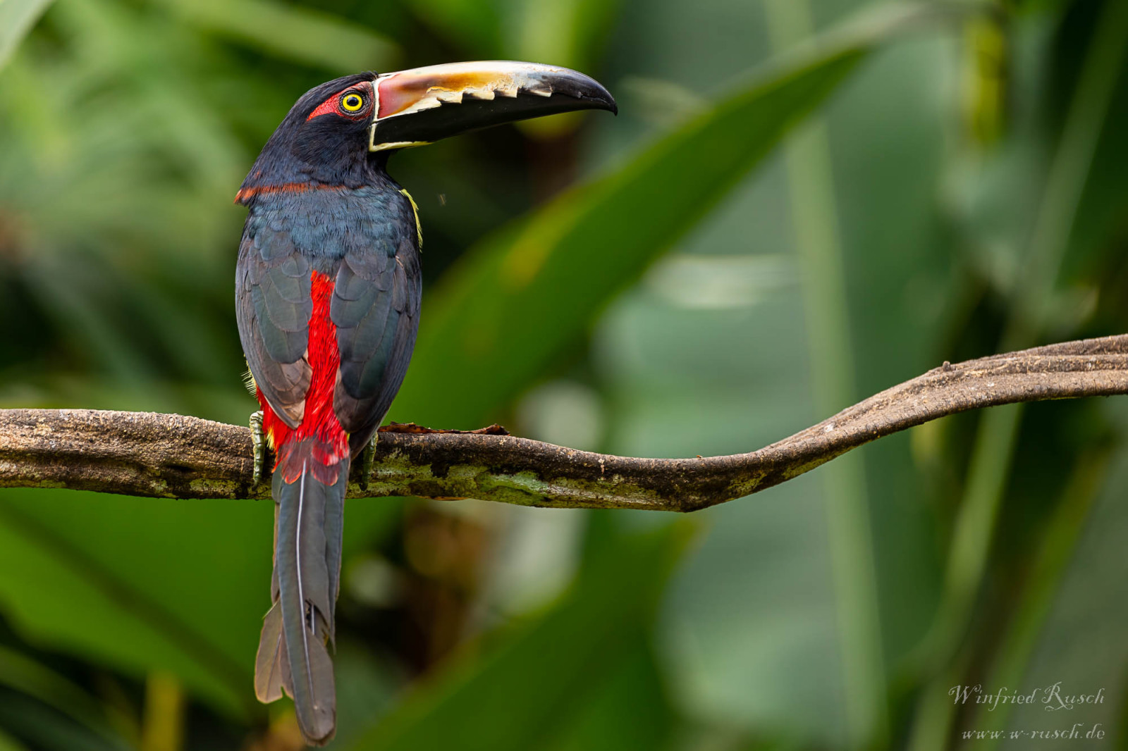 Collared Aracari (Pteroglossus torquatus) | Birdingplaces