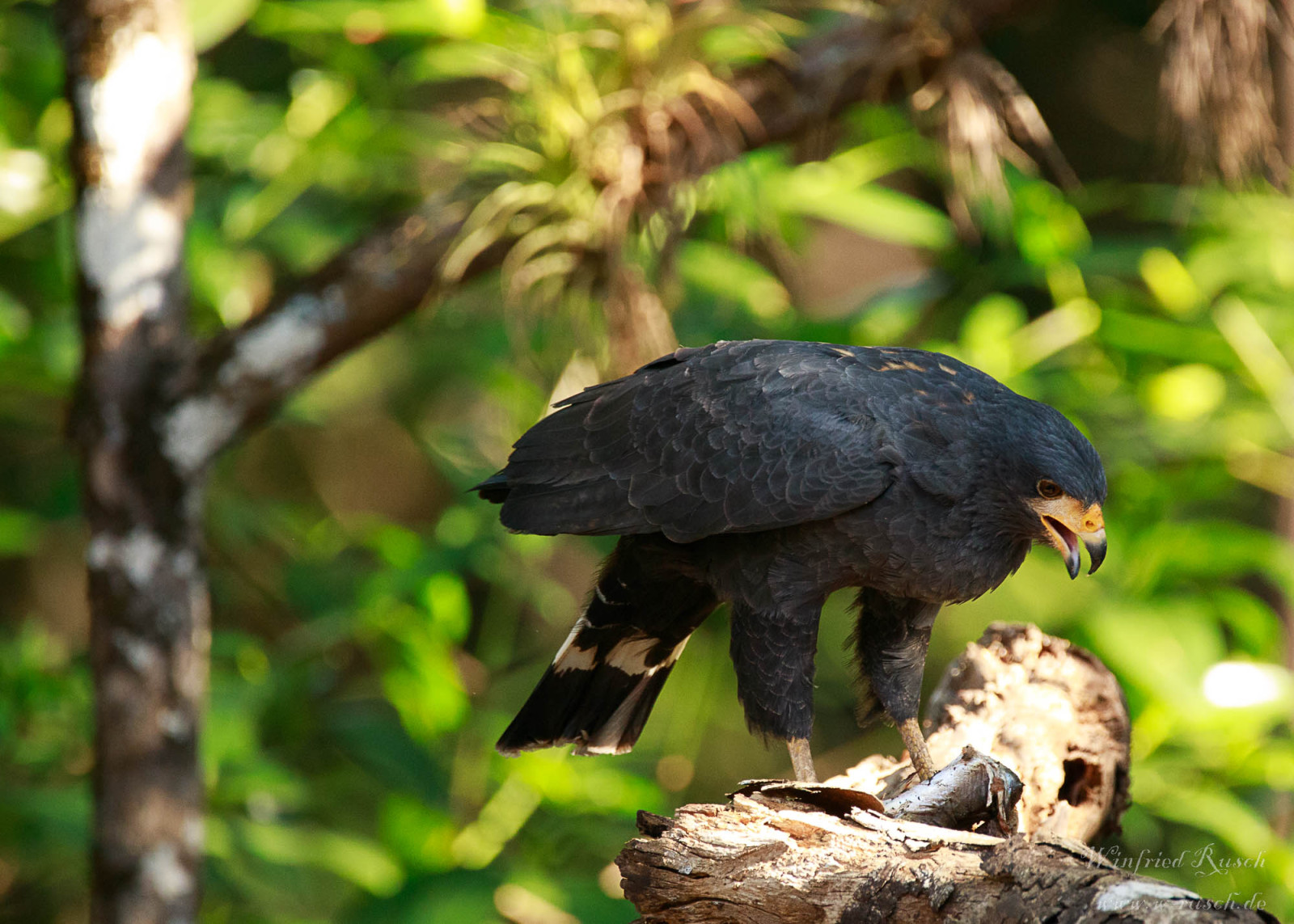 Common Black Hawk (Buteogallus anthracinus) | Birdingplaces