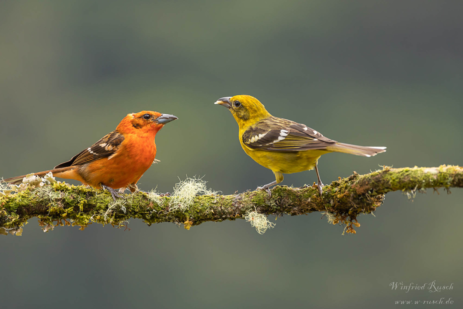Flame-colored Tanager (Piranga bidentata) | Birdingplaces