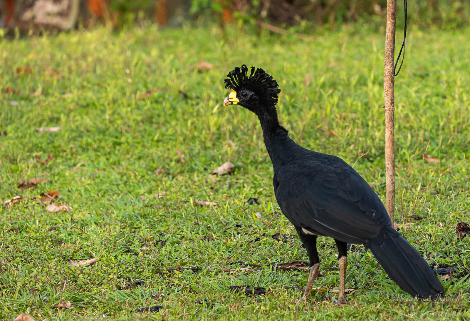 Great Curassow (Crax rubra) | Birdingplaces