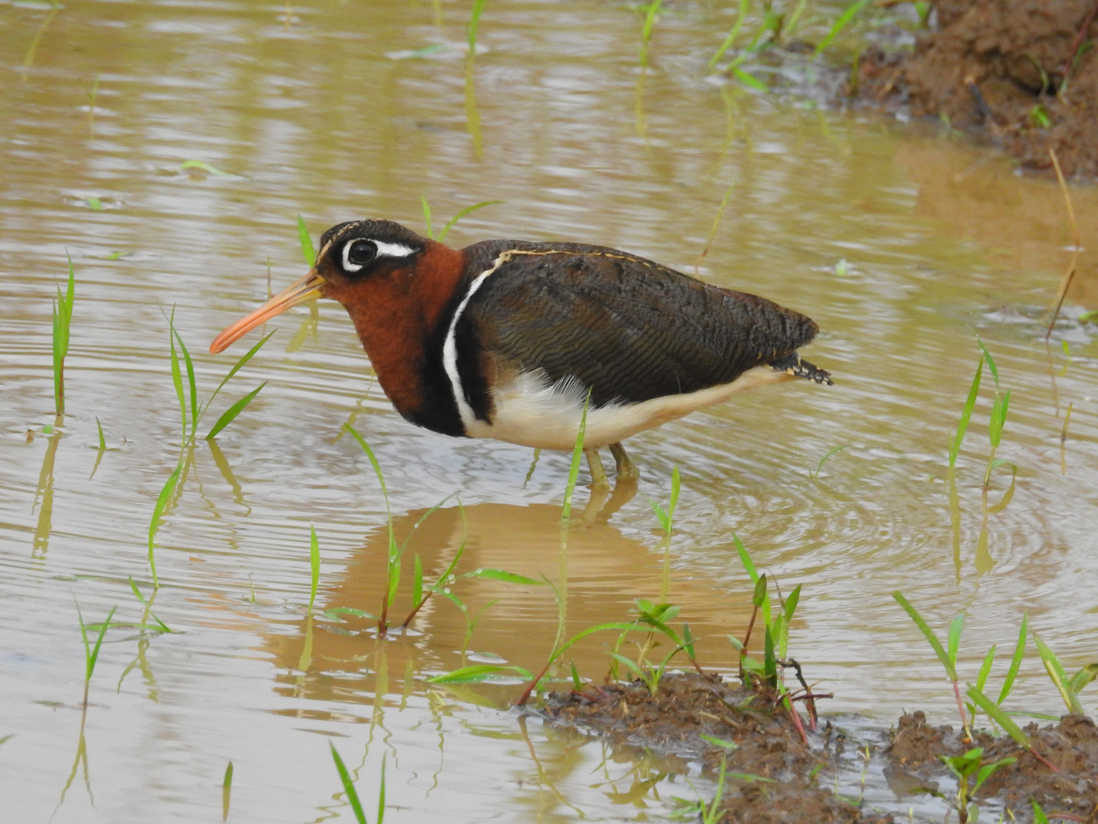 Greater Painted-snipe (Rostratula benghalensis) | Birdingplaces