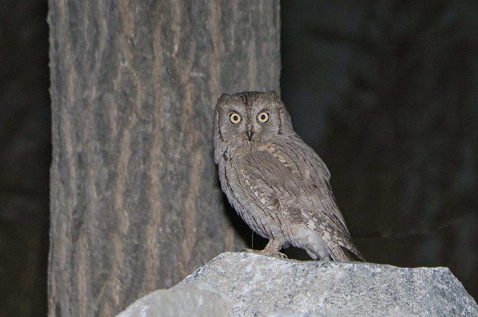 Pallid Scops-Owl (Otus brucei) | Birdingplaces