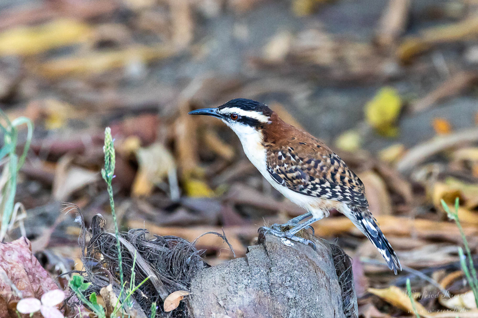 Rufous-naped Wren (Campylorhynchus rufinucha) | Birdingplaces