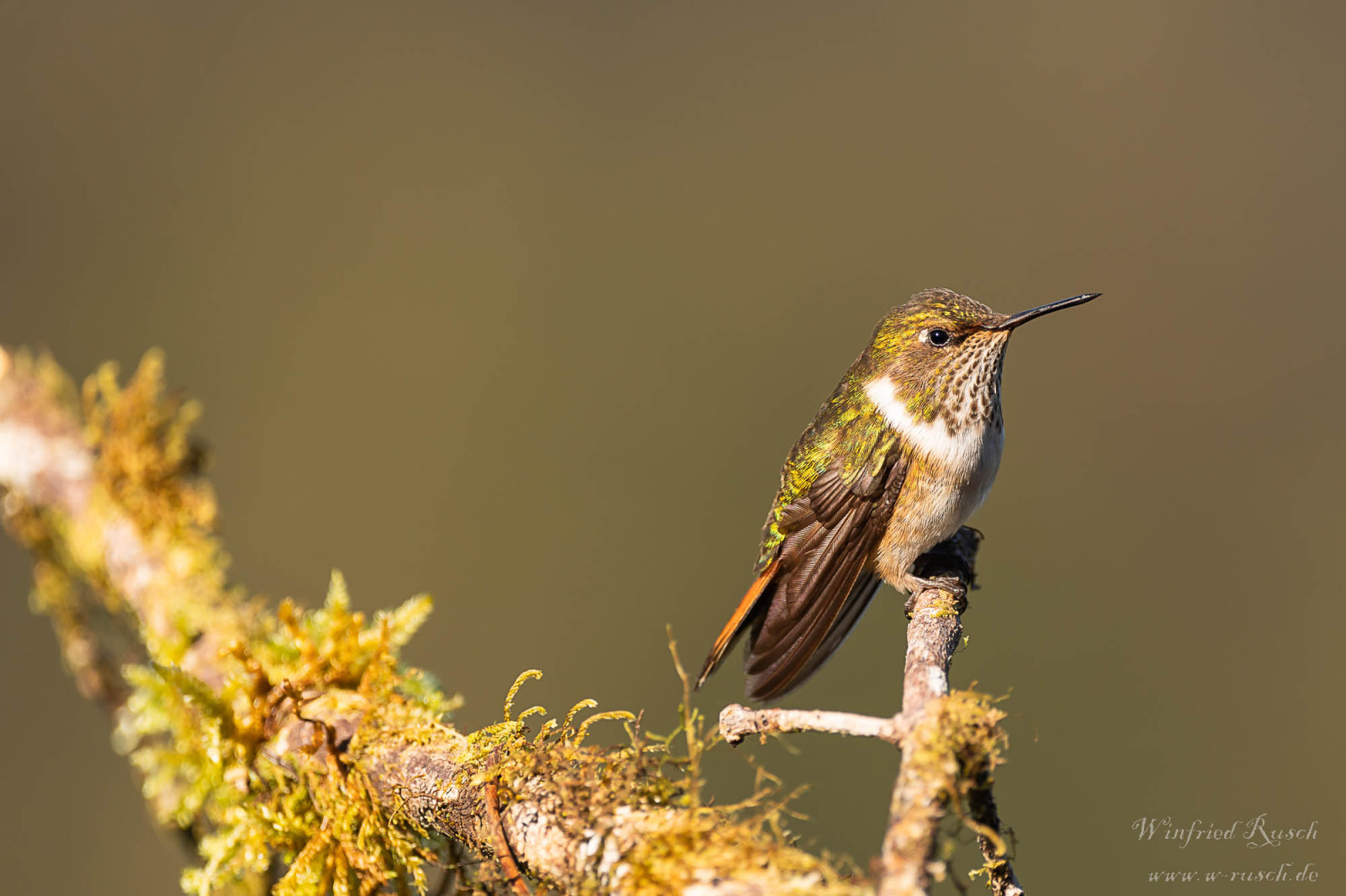Scintillant Hummingbird (Selasphorus scintilla) | Birdingplaces.eu