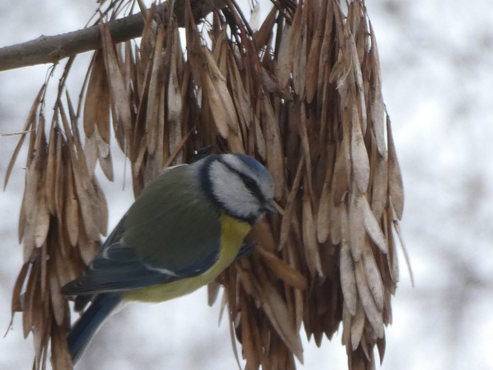 Dolinka Służewiecka Park | Birdingplaces