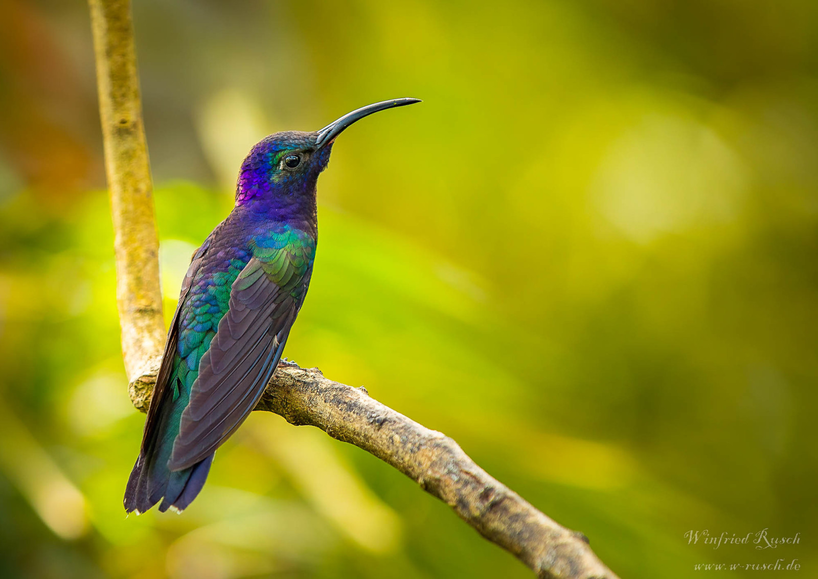 Violet Sabrewing (Campylopterus hemileucurus) | Birdingplaces