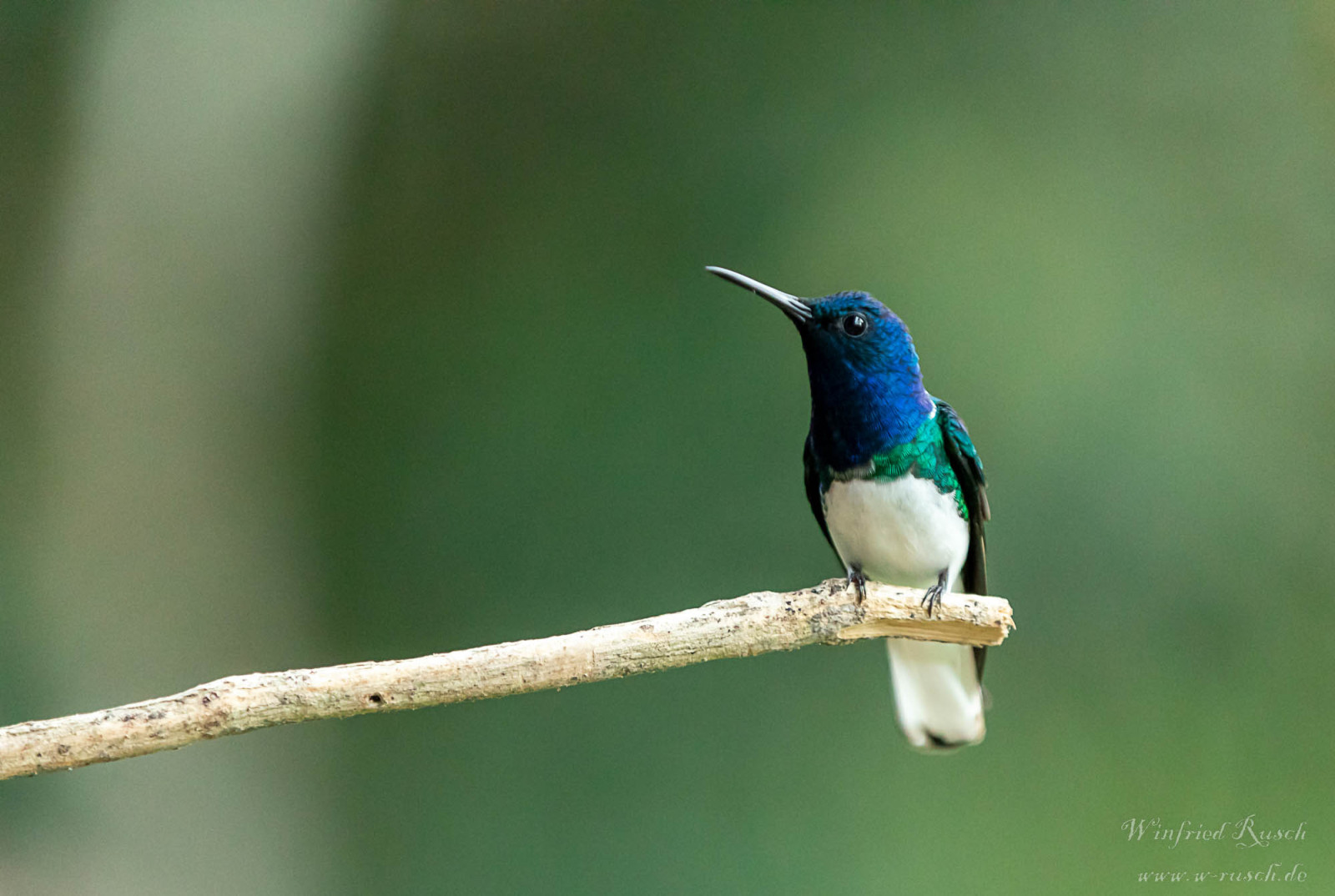 ASA Wright | Birdingplaces