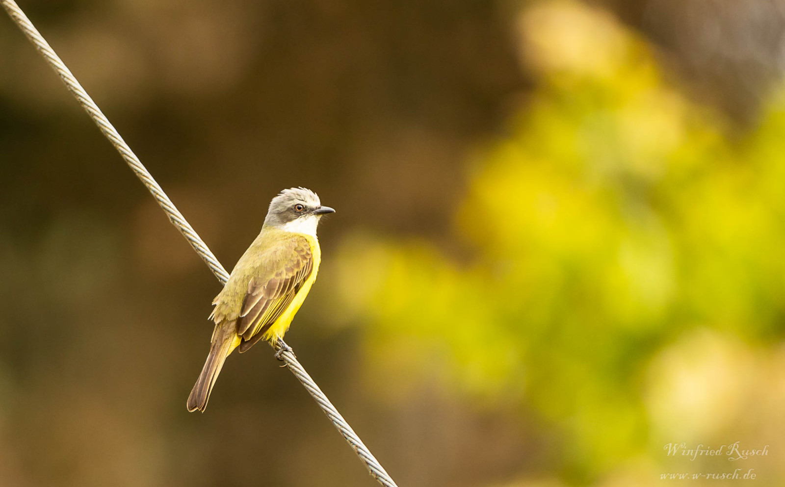 Gray-capped Flycatcher (Myiozetetes granadensis) | Birdingplaces