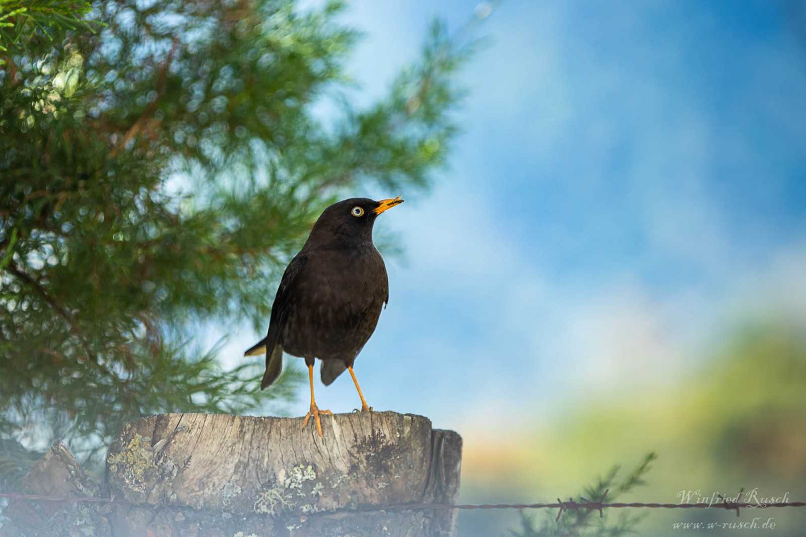 Sooty Thrush (Turdus nigrescens) | Birdingplaces