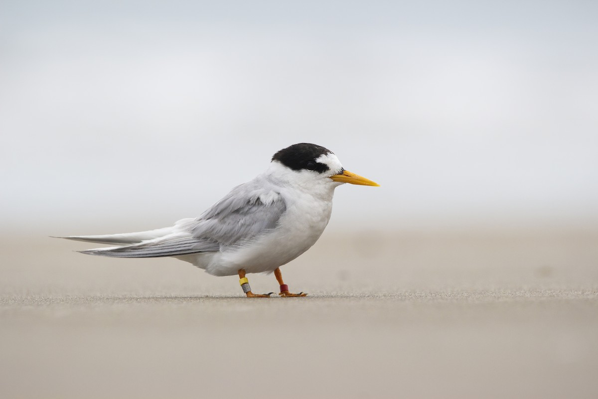 Fairy Tern (Sternula nereis) | Birdingplaces