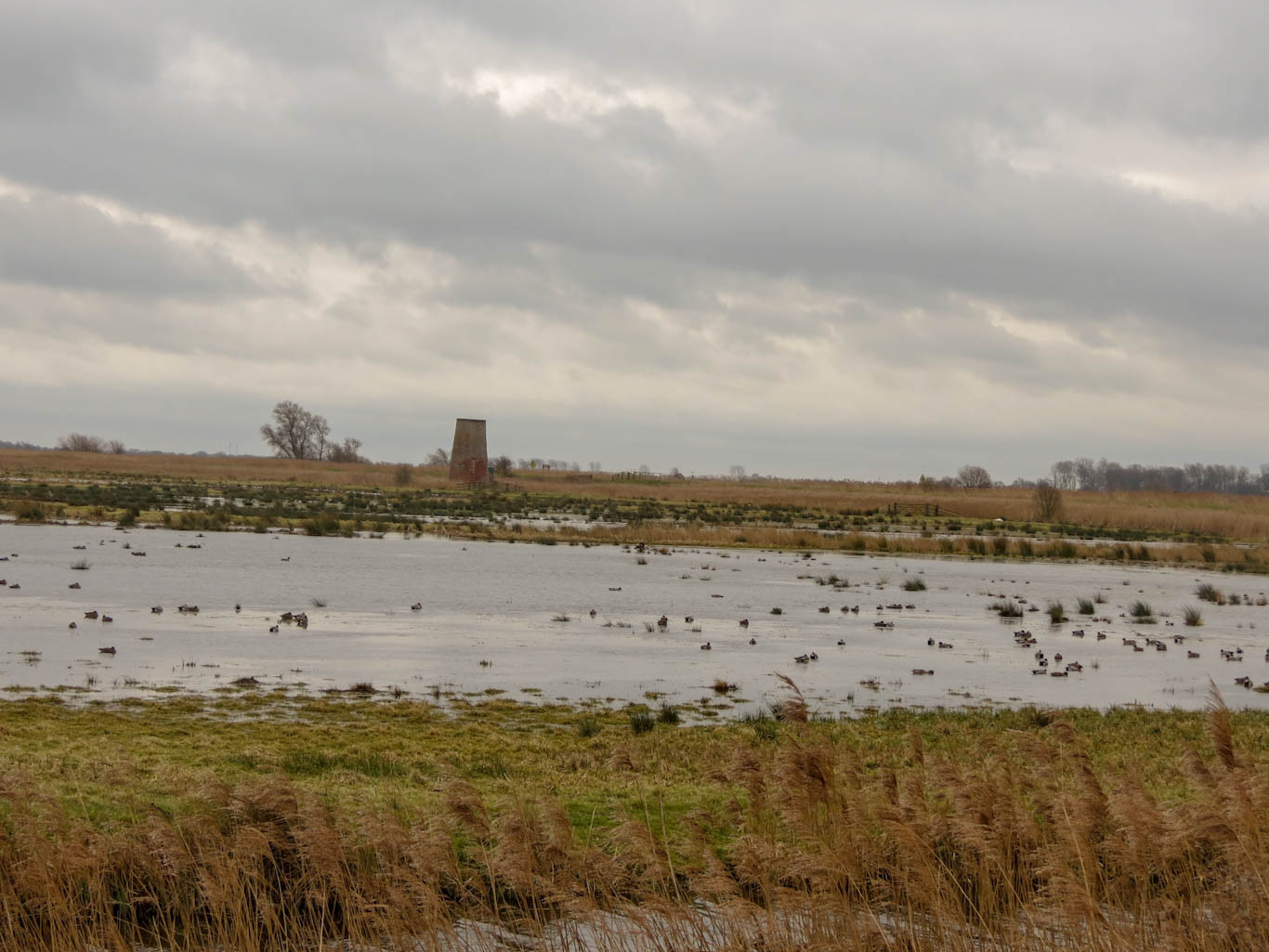 RSPB Buckenham and Cantley Marshes | Birdingplaces