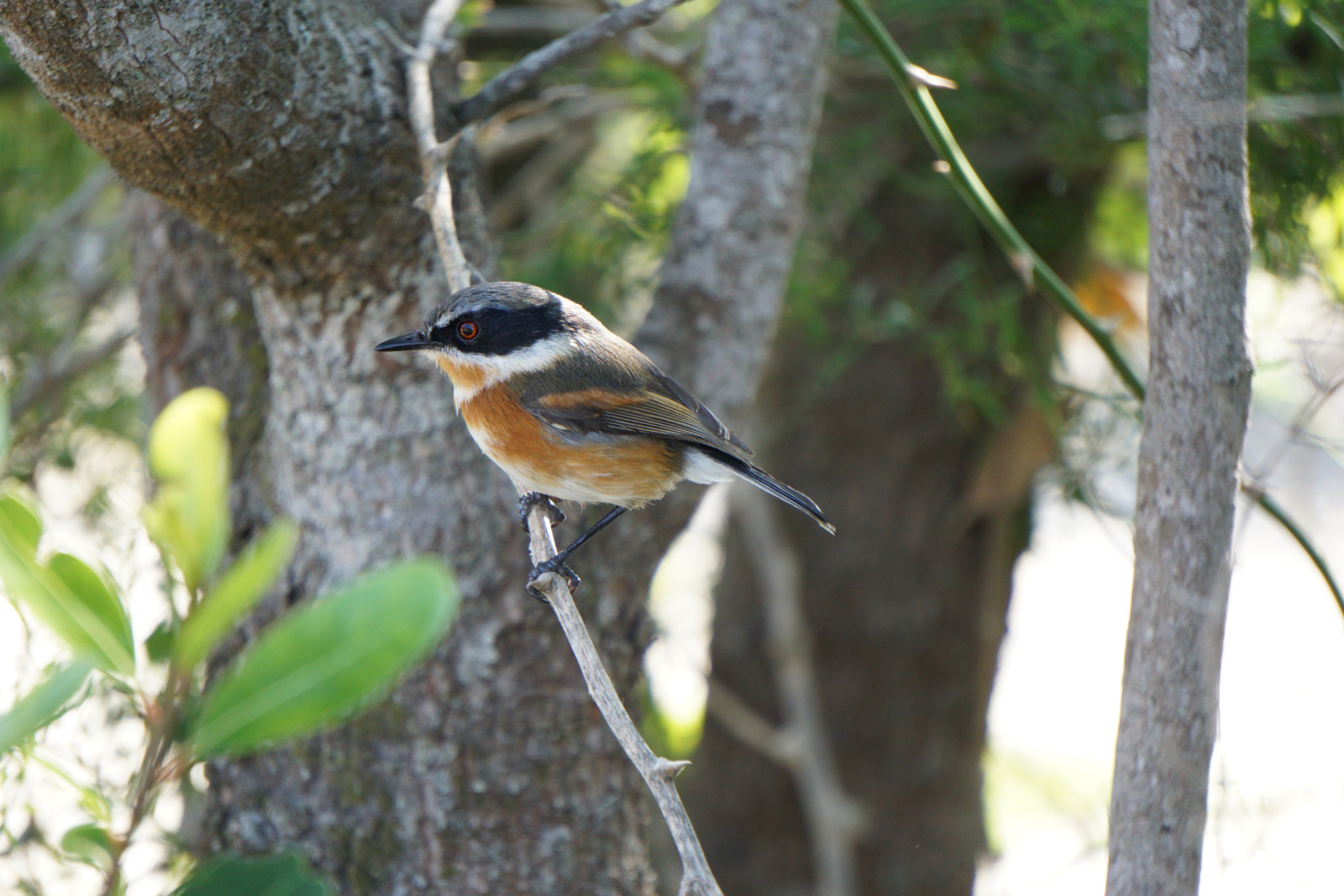 Cape Batis (Batis capensis) | Birdingplaces