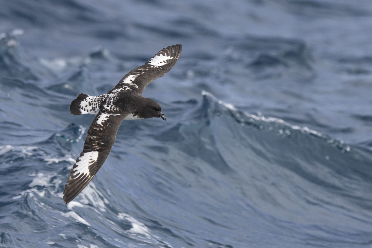 Cape Petrel (Daption capense) | Birdingplaces